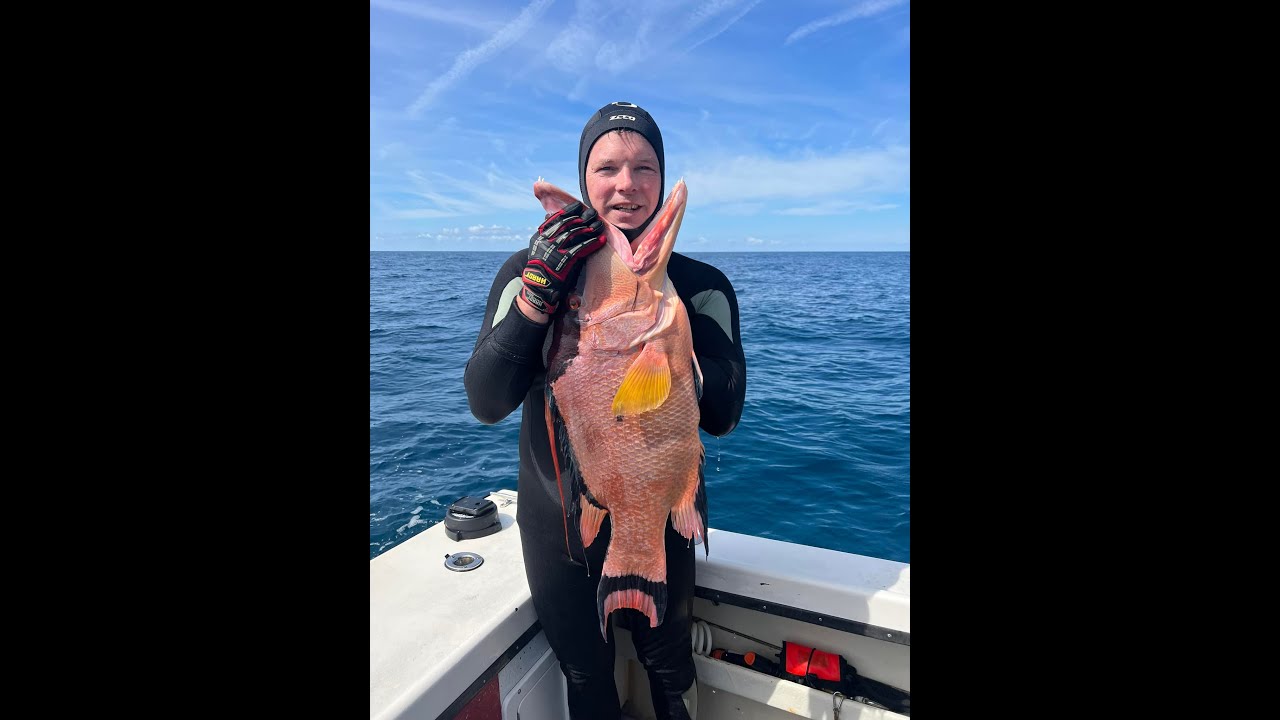 Three Big Hogfish from NC - YouTube