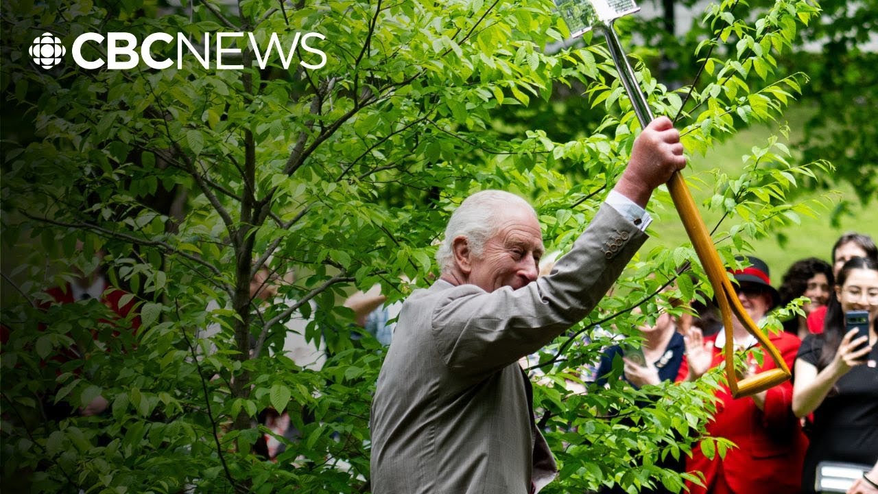 King's blue beech tree a symbol of Canada's 'resilience' - YouTube
