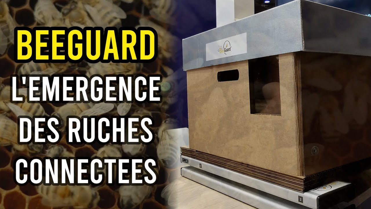 BeeGuard, des ruches connectées au service du suivi de la santé des ...