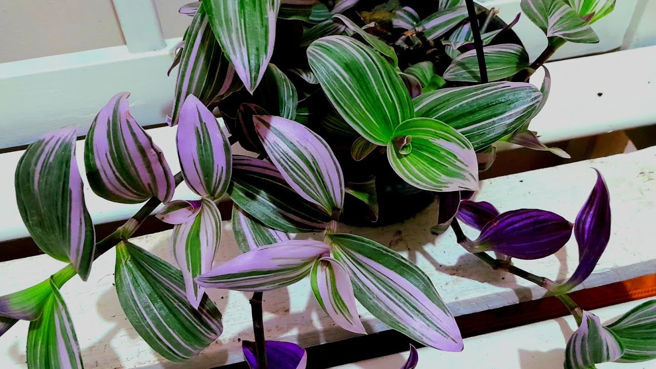 lambari rosa ,dicas de cultivo,como deixar sua cor mais rosada - YouTube