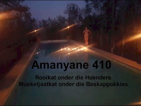 Rooikat onder die hoenders; Muskeljaatkat onder die Boskapokkies ...