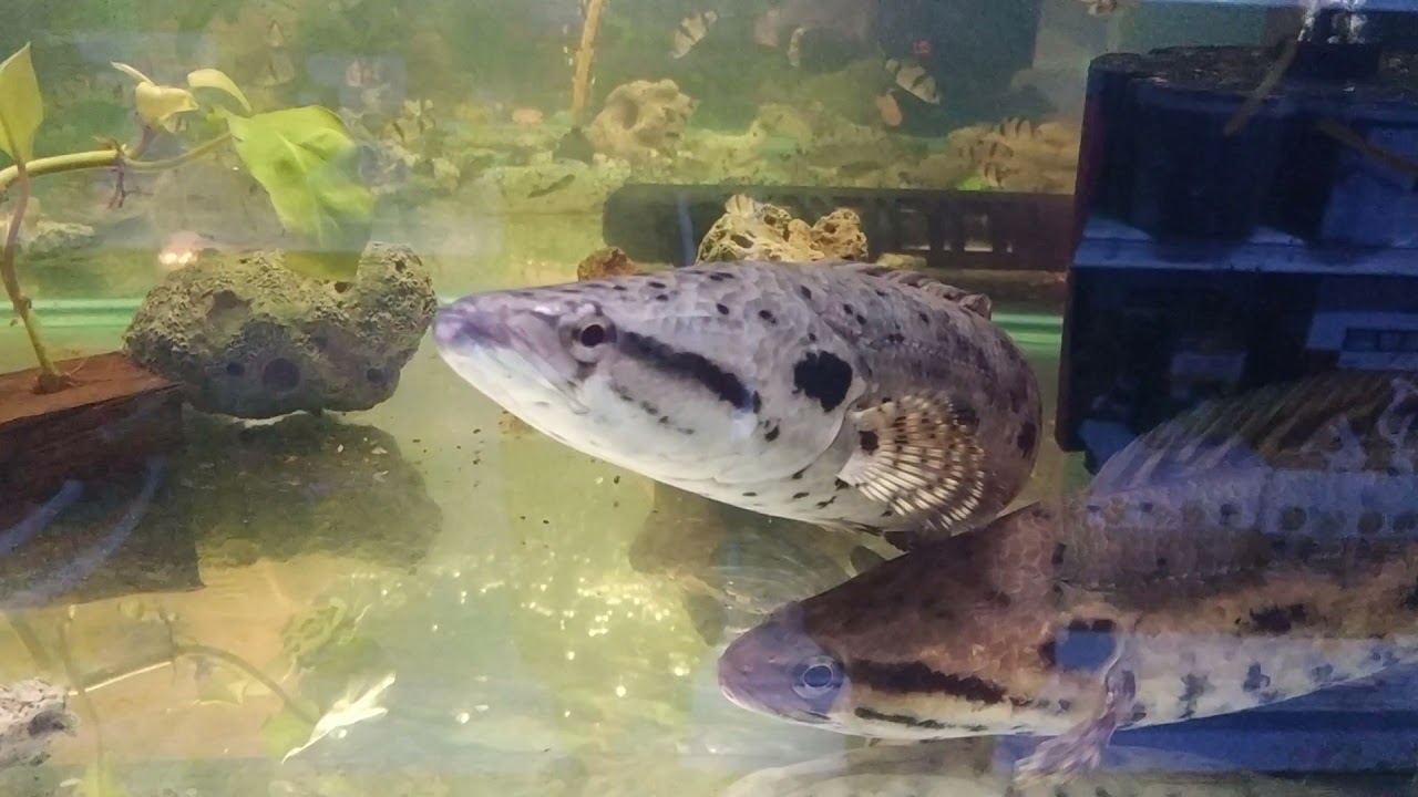 Channa Lucius aka Forest Snakehead in a LFS (Singapore) - YouTube