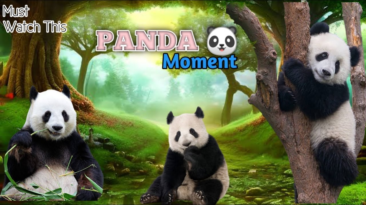 All About Pandas For Kids | Panda Moment Compilation | Panda Video - YouTube