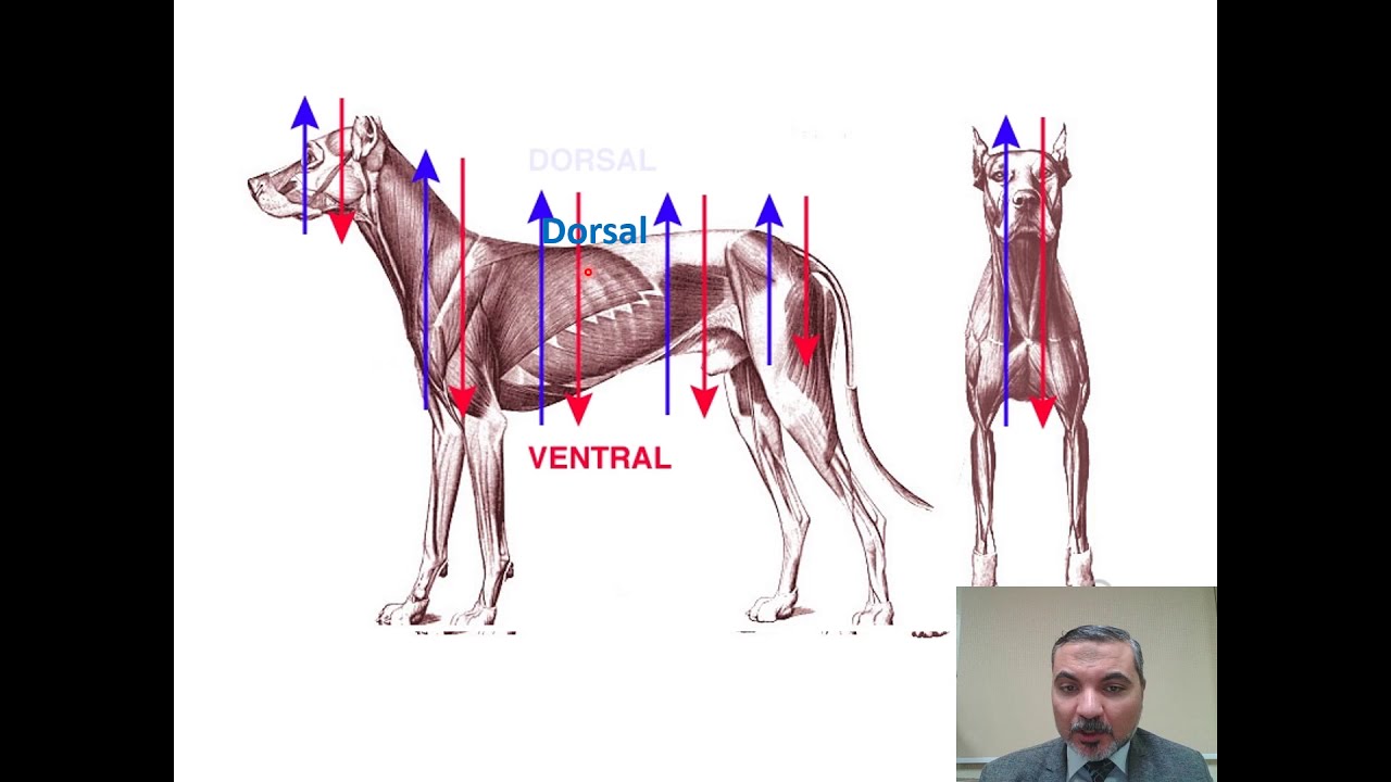 Veterinary medical terminology chapter 2 - YouTube