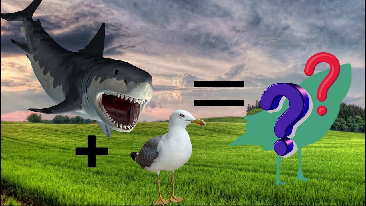 Shark + Bird = Dancing shark bird.Meme. - YouTube