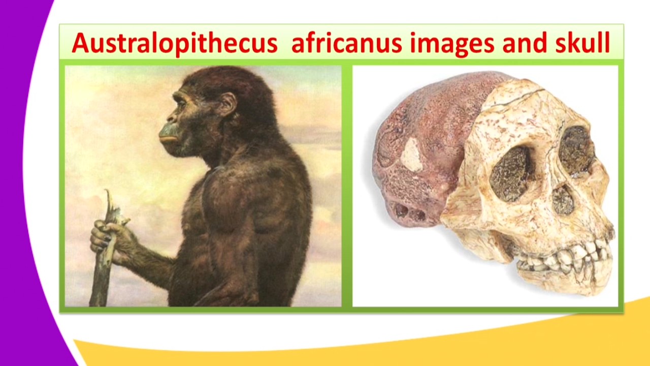 FORM1 HISTORY LESSON8 Species of Australopithecus - YouTube