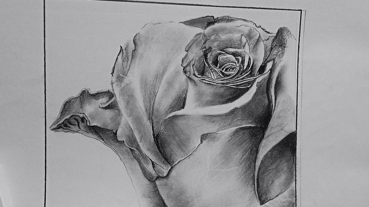 realistic rose with pencil shedding ।। pencil sketch // step by step ...