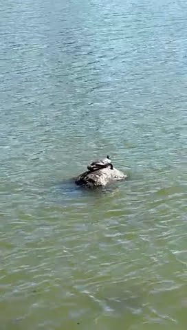 Turtle core workout Lost Lagoon Vancouver - YouTube