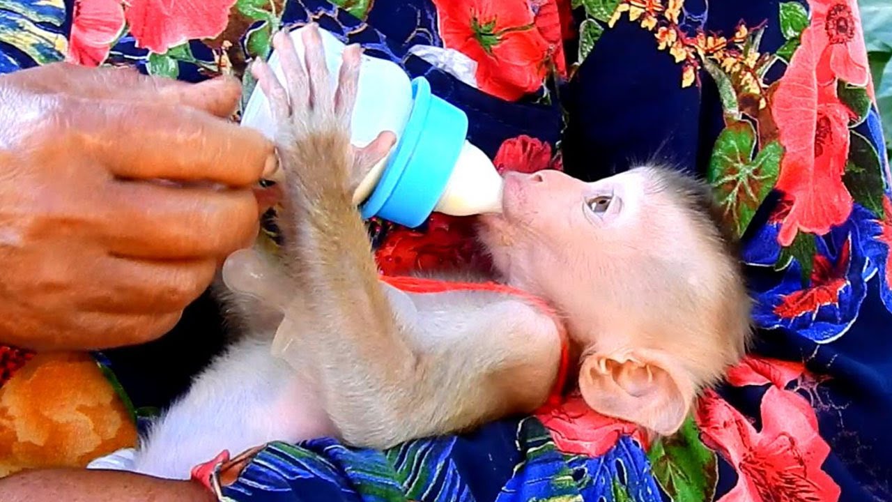 Before mom Thai give Elly play she give a drink to Elly first to build ...