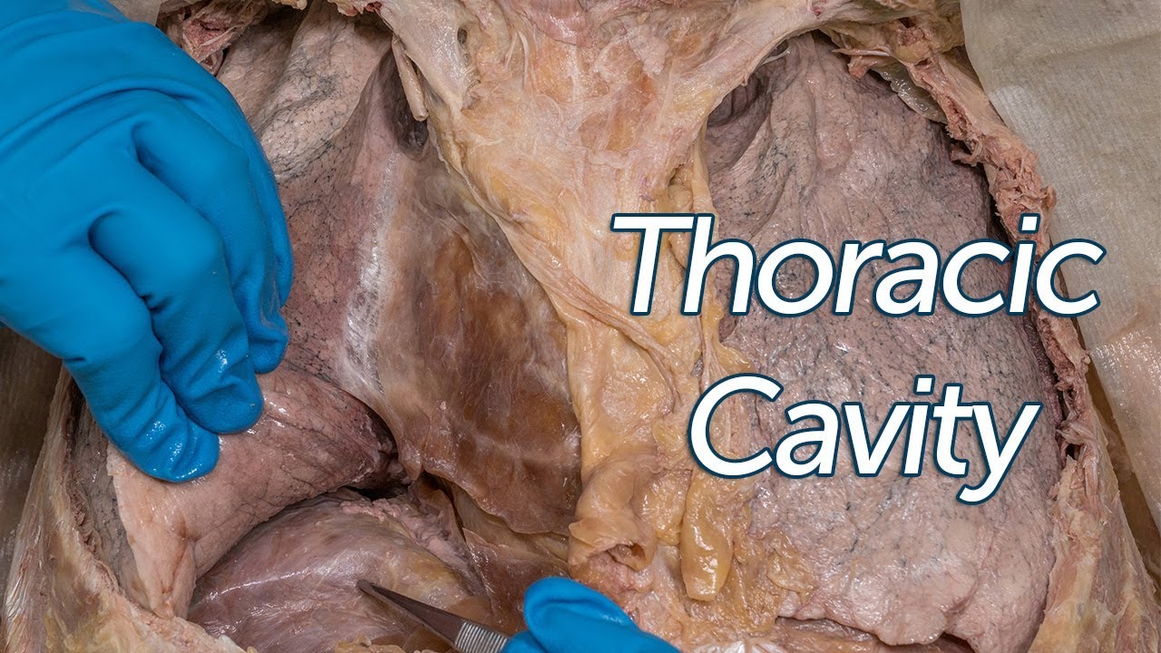 Anatomy Of The Thoracic Cavity