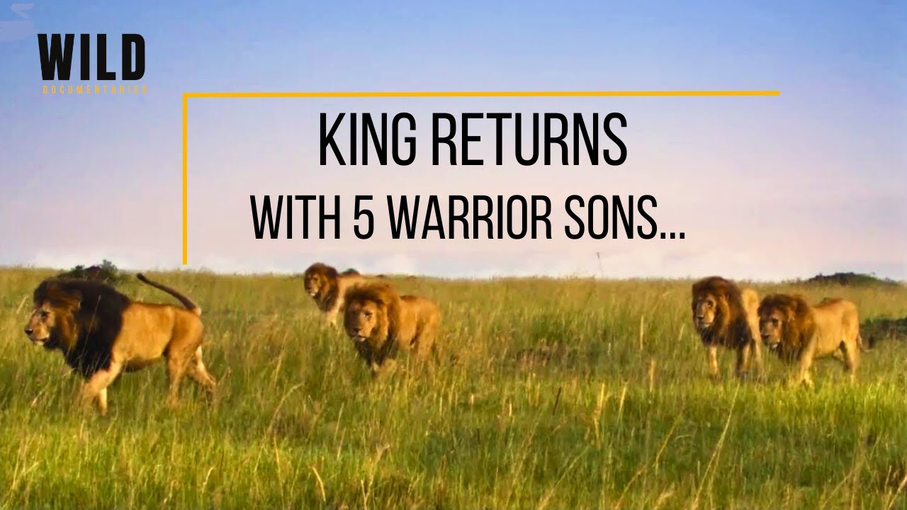 Banished from pride, returns with 5 Warrior Sons to reclaim the Maras # ...