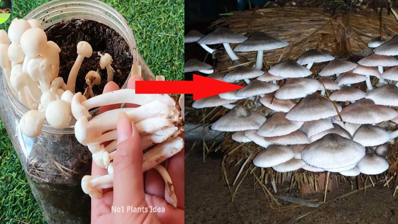 Easy Mushroom planting in Plastic bottle - How to grow mushroom ...