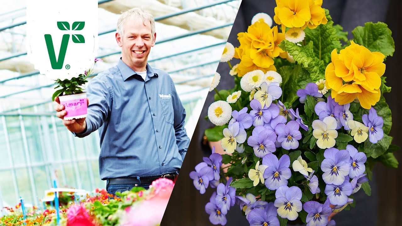 Volmary® Frühlingstrios 'Trio Collection Spring': Was macht sie ...