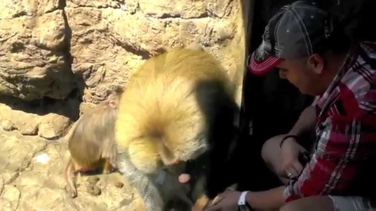 BABOON ATTACKS AT ZOO - YouTube