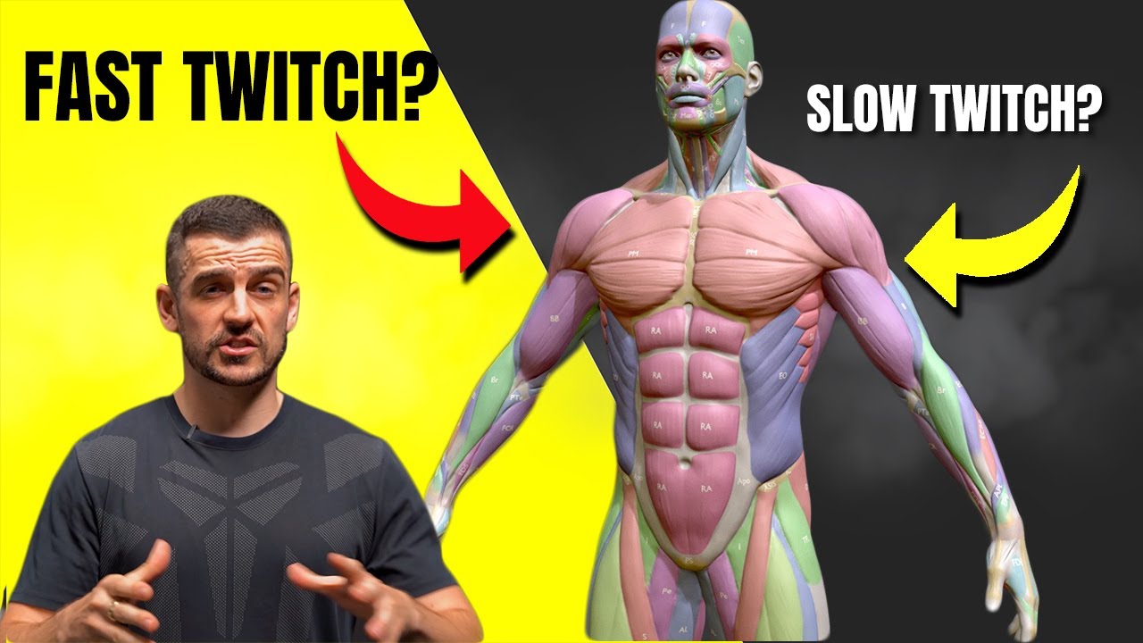 Fast Twitch Muscle Fibres EXPLAINED - YouTube