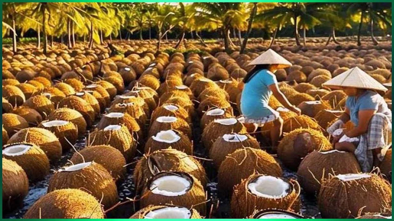 Make the most of everything from coconut thanks to the optimal ...