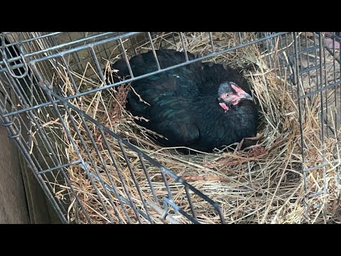 Isabella Sutton is live! - YouTube