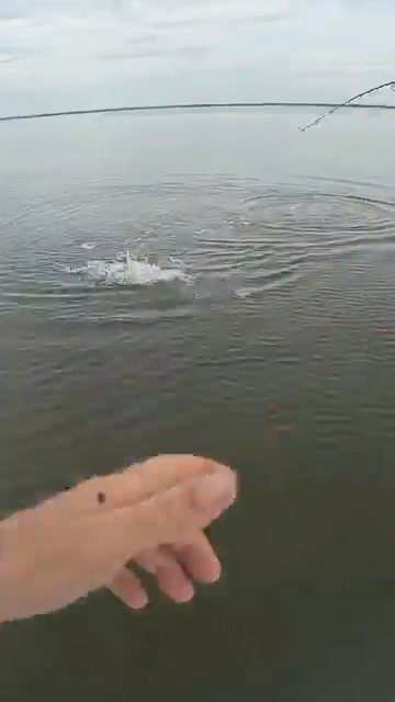 26” Redfish on the topwater plug #fishing - YouTube