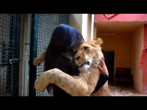 Aslan Kafesi | Aslan, Kaplan, Panter, Kurt, Vaşak, Leopar, Panter gibi yırtıcılara sarılmak çok hoş!
