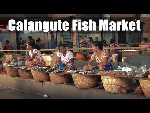 Calangute Fish Market Goa | You Never Know What You’ll See - YouTube