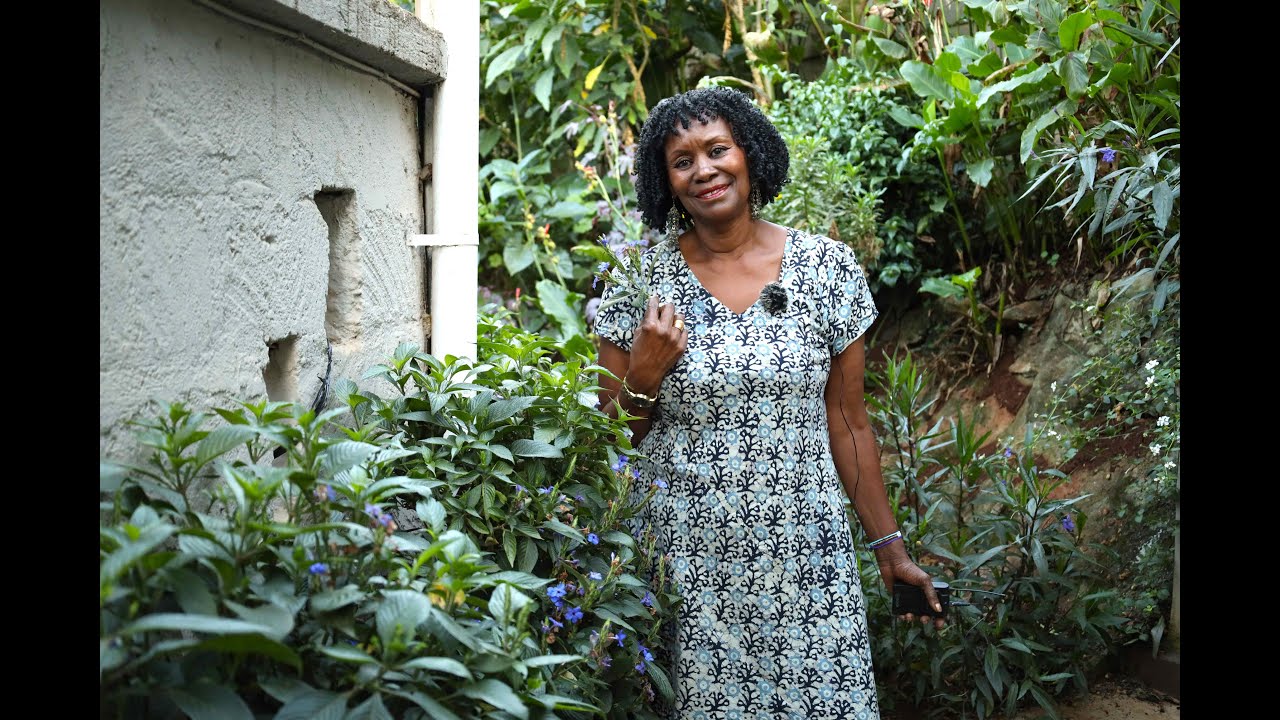 False Blue Sage (Lead Flower) : Effortless Propagation and Plant Care ...