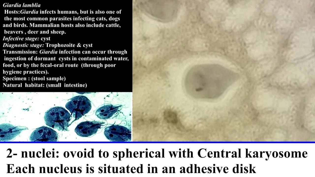 Giardia Lamblia Trophozoite Slide