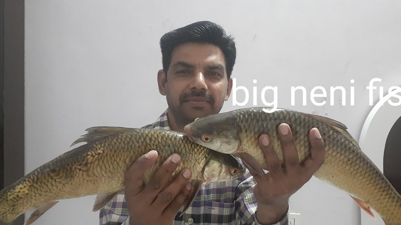 my best video || Neni fish hunting || rever monster #fishing #fish # ...
