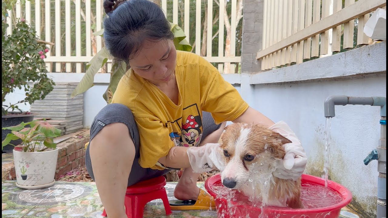 Gugi the dog is taken care of and bathed by Mom - YouTube