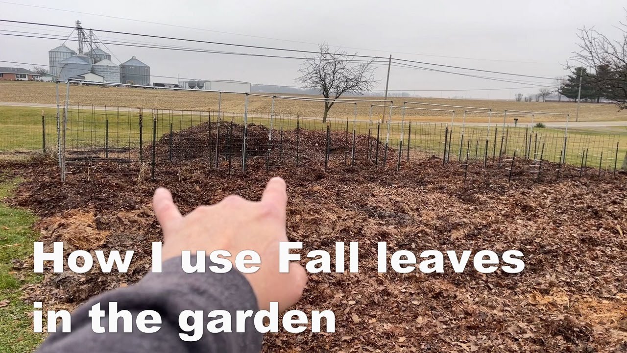 How I use Fall leaves in the garden - YouTube