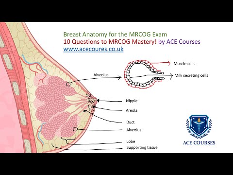 Anatomy of the Breast for the MRCOG Exam. 10 Questions to MRCOG Mastery. By Prof Arri Coomarasamy.