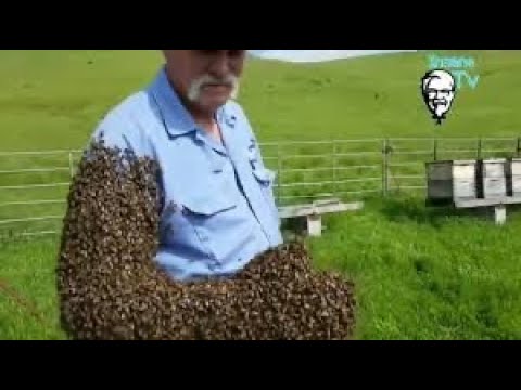 The Ultimate Bee Arm (Thousands of Bees on my arm!) - YouTube