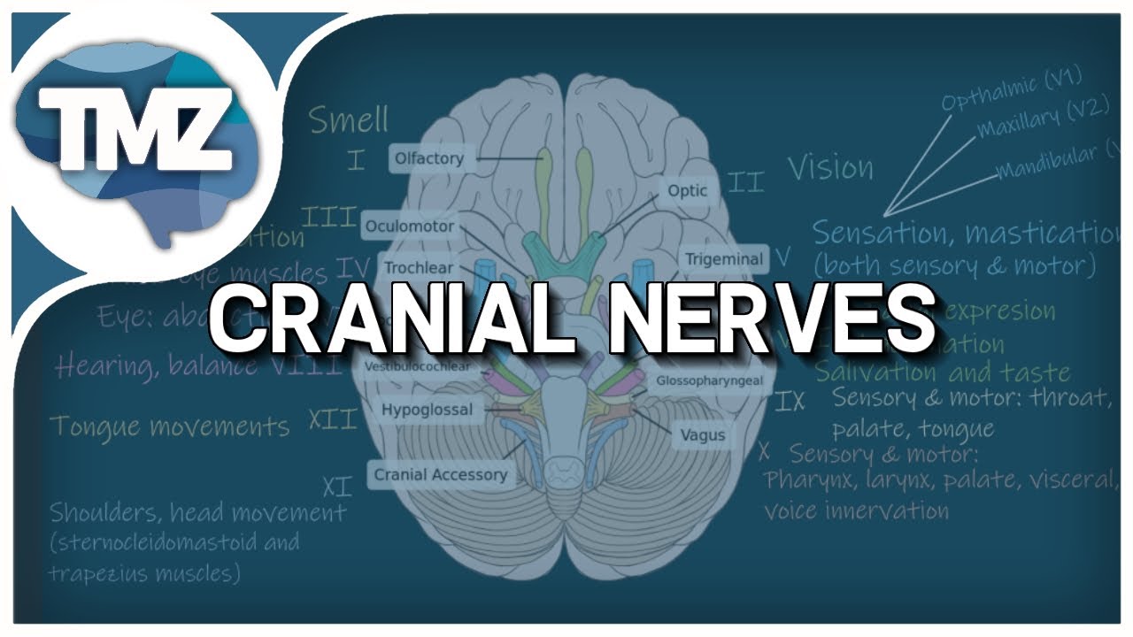 The Cranial Nerves | Basic overview (anatomy and function) | With ...