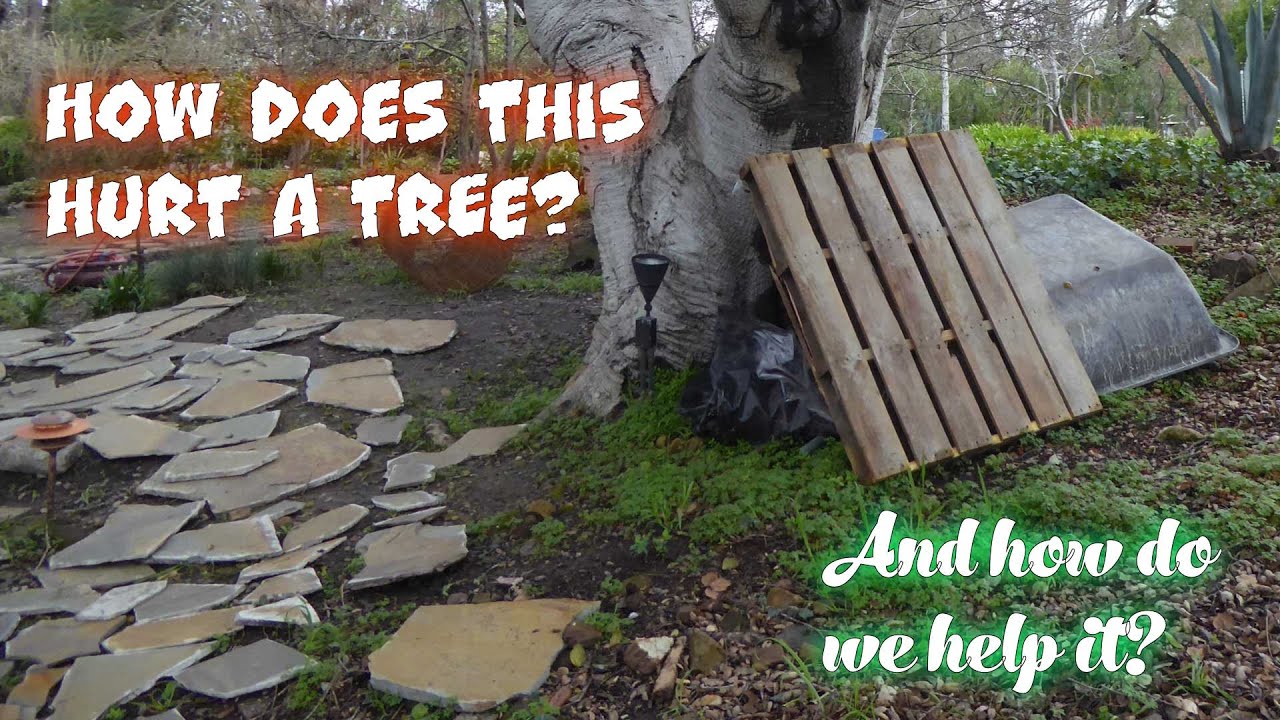How Does This Hurt a Tree? And How Does The Tree Whisperer® help it ...