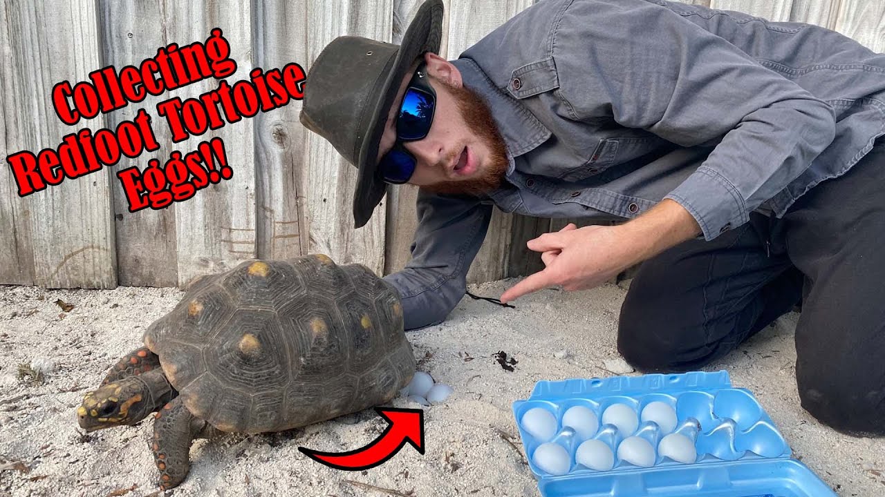 How to Make Nesting Spots for Your Tortoises - Collecting Redfoot ...