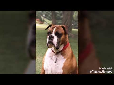 Abc animals with ode to joy