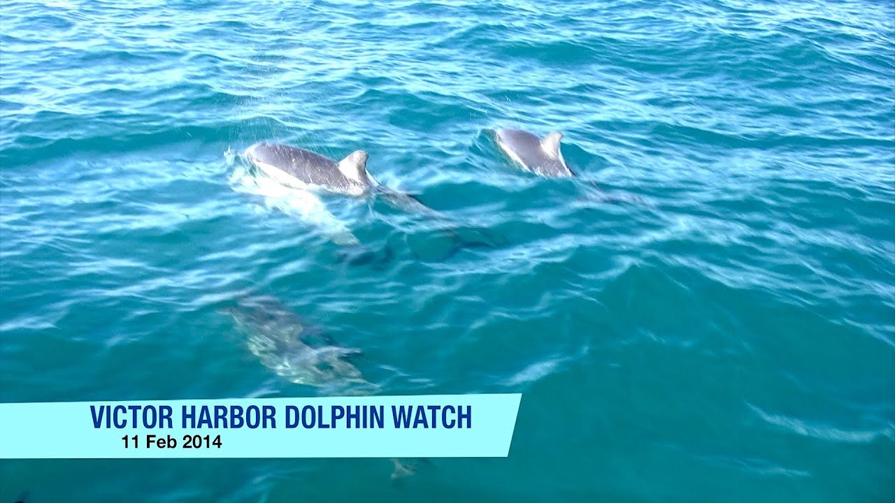 Victor Harbor Dolphin Watch Feb 2014 - YouTube
