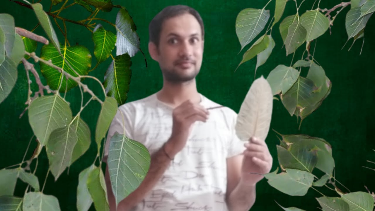 Pipal Leaf Drawing / Pipal Leaf Gemsbok Painting / Sign Artistz - YouTube