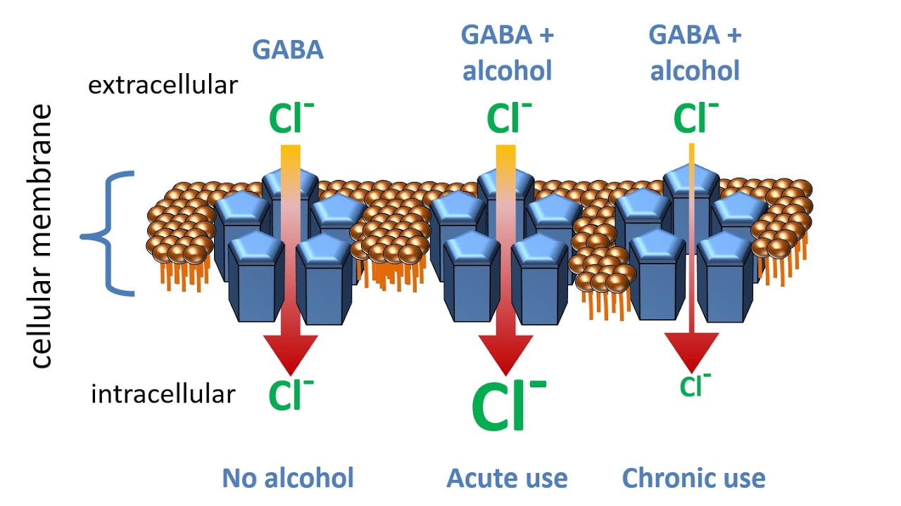 Drug effects: Alcohol, UTC for healthcare professionals - YouTube