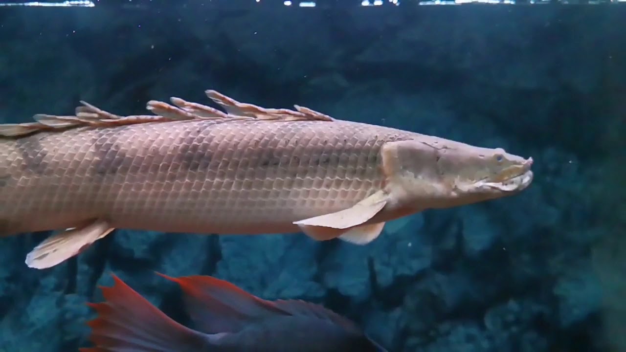 Polypterus Bichirs Congicus - YouTube