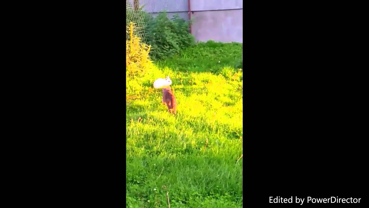 cat chasing rabbits - YouTube