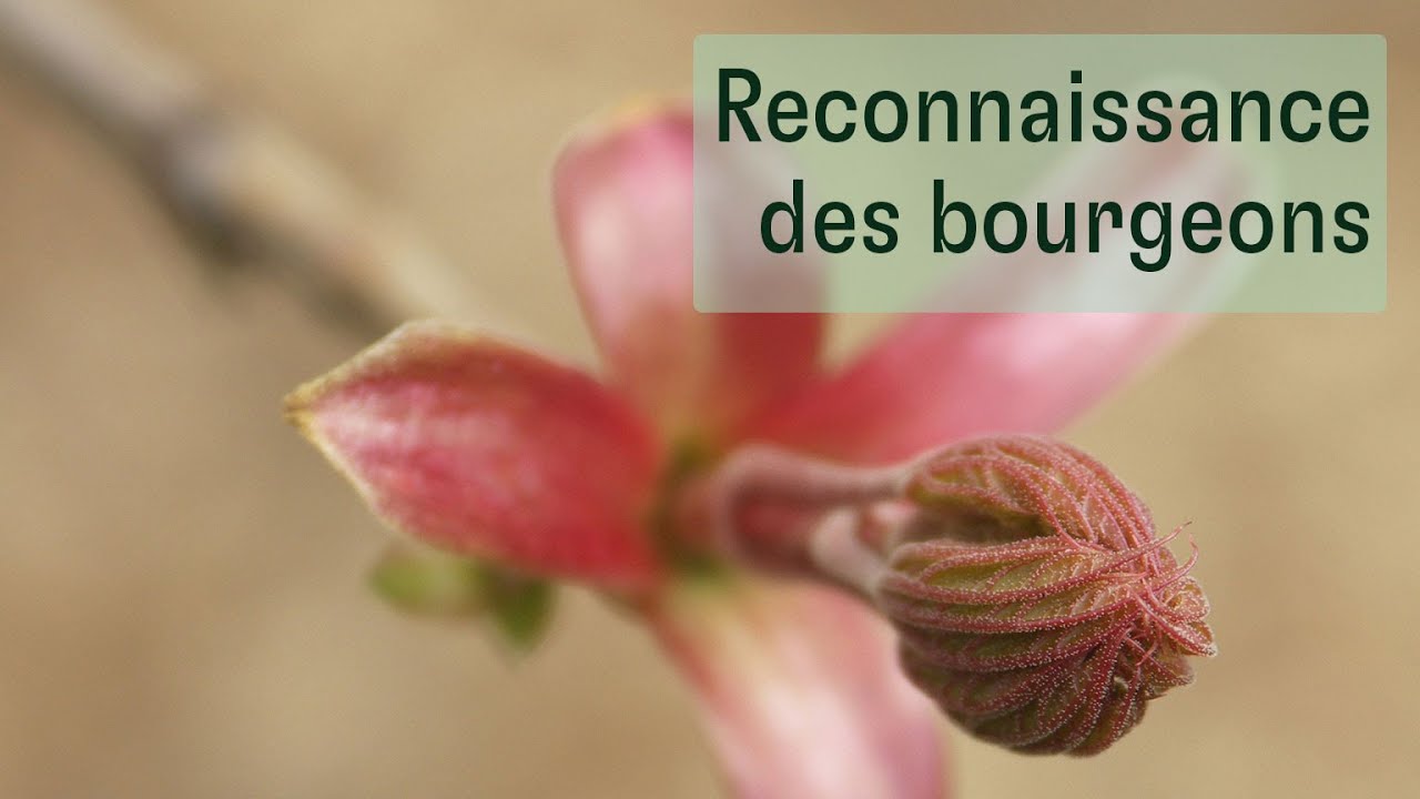 Les arbres reconnaissance des bourgeons - YouTube