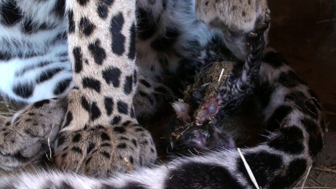 Leopard birth - cleaning the first cub - YouTube