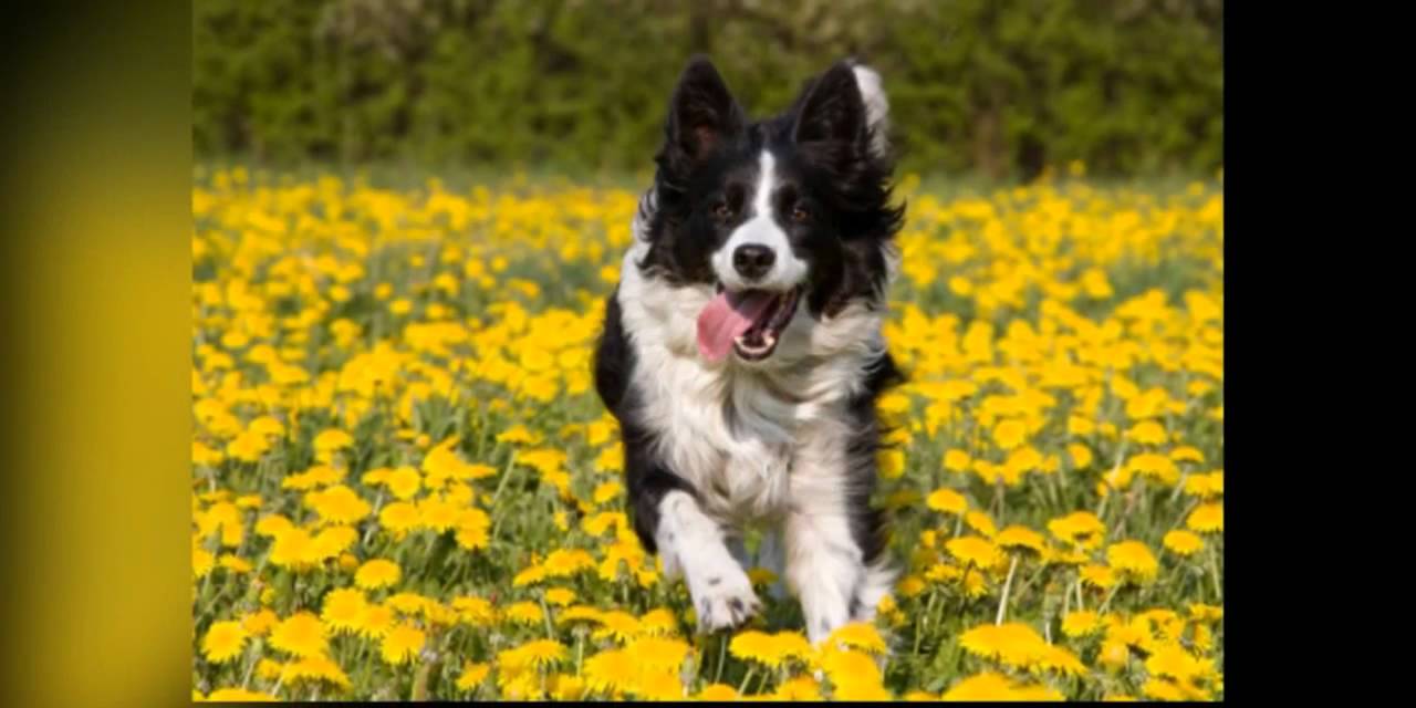 Best Dog Video - YouTube