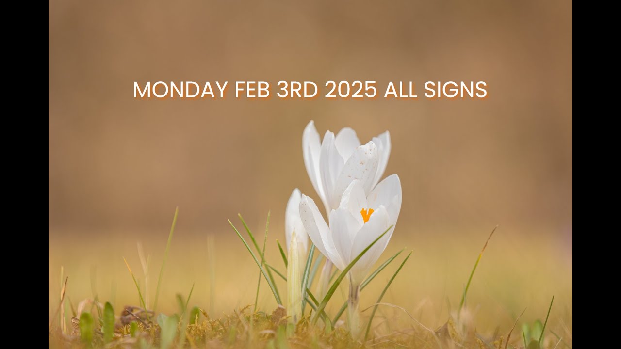 MONDAY FEBRUARY 3RD 2025 | ALL SIGNS | DAILY TAROT READINGS - YouTube