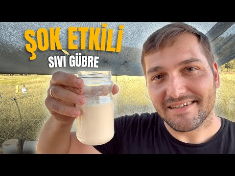 Maya Gübresini 3 Basit Malzeme ile YAP! 10 Kat Verim AL!