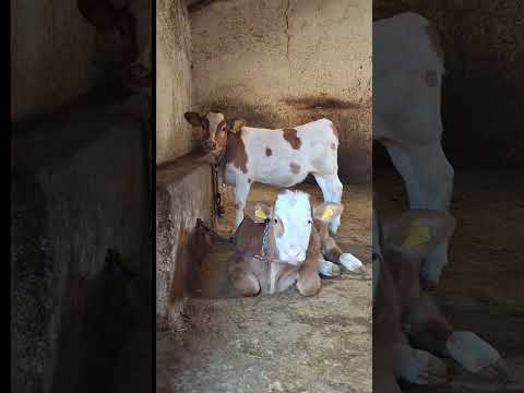 💆🏻‍♀️🌸🌳🦋🌼#akım #köy #köyyaşamı #inek #kedi #köyekmeği #kütahya #virel #arefegünü #kurbanbayrami