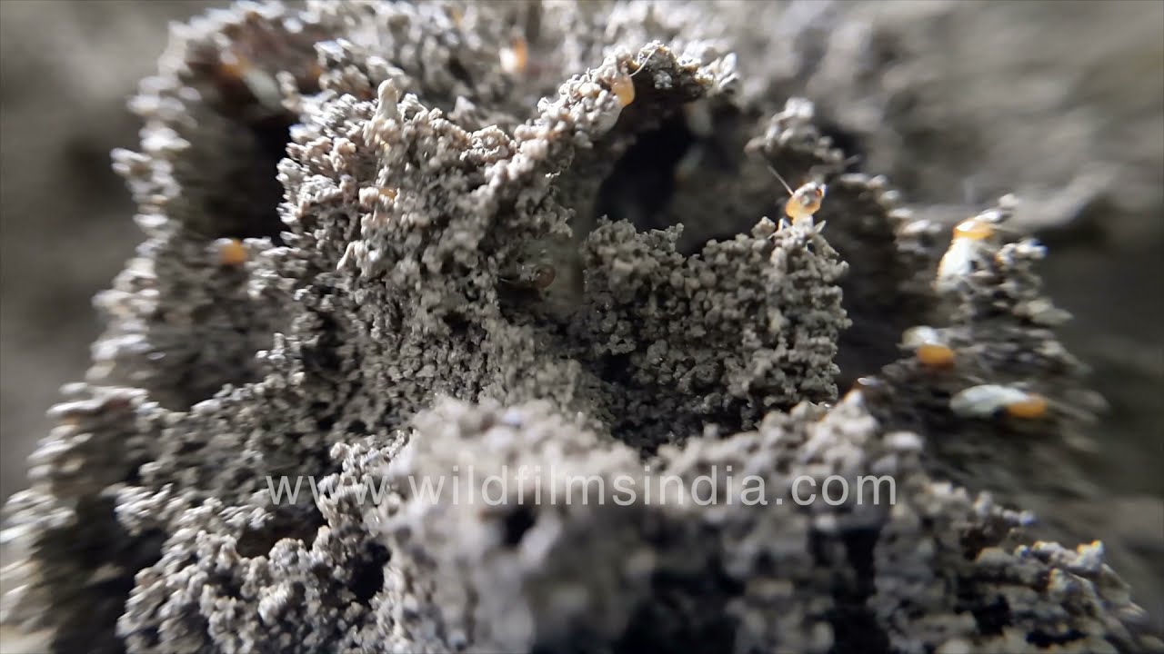 Termite world underground: Is Deemak the most damaging insect of India ...