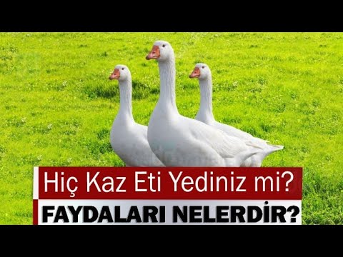 KAZ ETİNİN FAYDALARI / Kaz Etinin Zararları