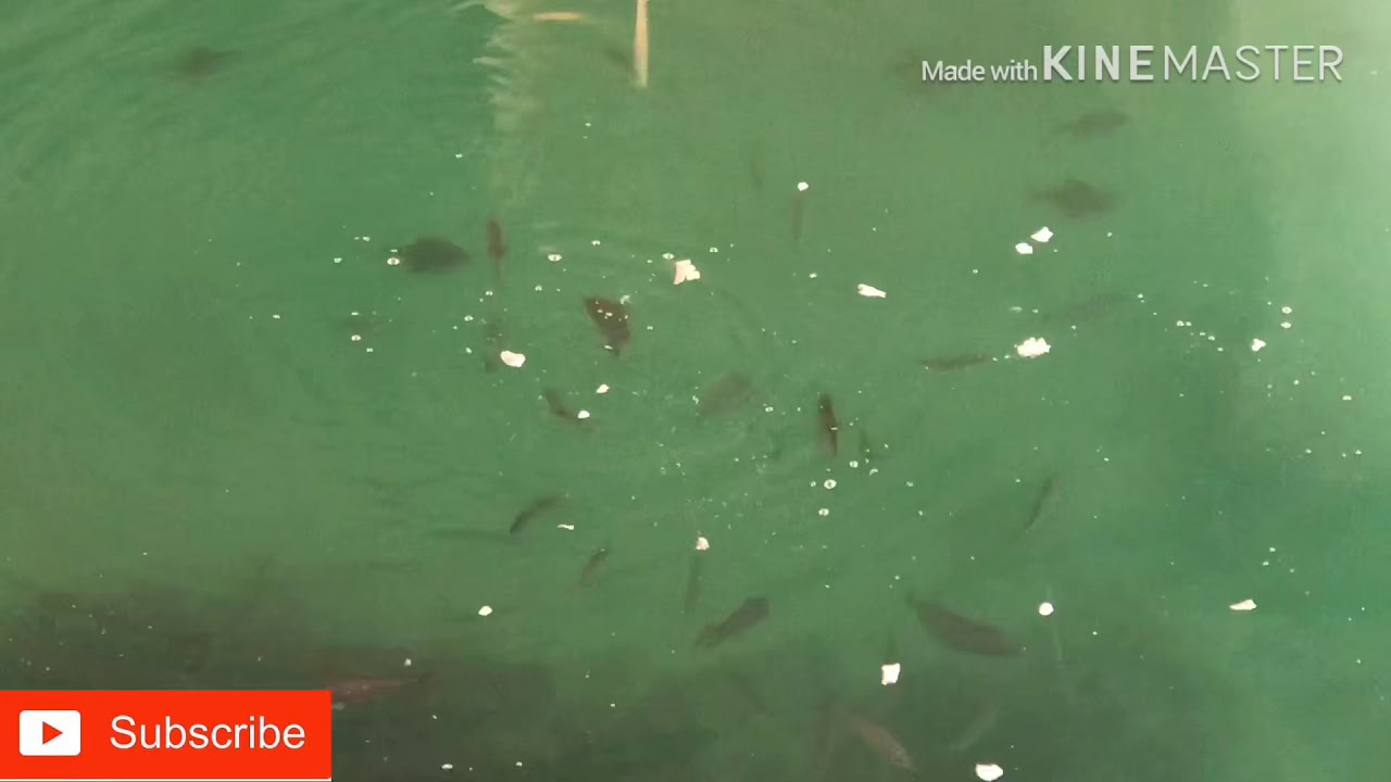 Safi(dangit) fish in action - YouTube