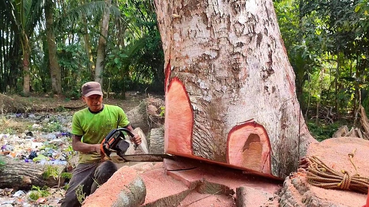 Tebang pohon albasia jumbo berusia 27 tahun, chainsaw stihl ms 382 ...